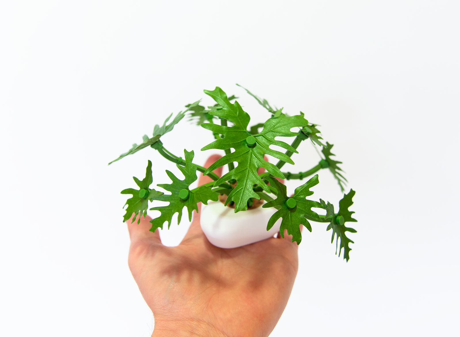 Mini Tree Philodendron – Kit of Plants